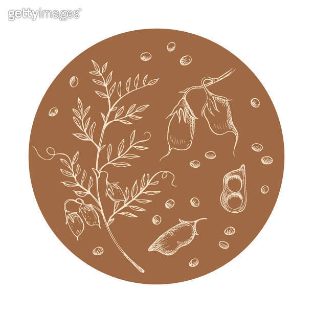 Lentil plant and bean frame background drawing vector illustration for ...