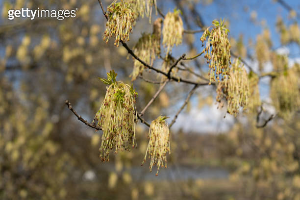 Acer Negundo Flowers, the Box Elder, Flowering Boxelder Maple, Manitoba ...