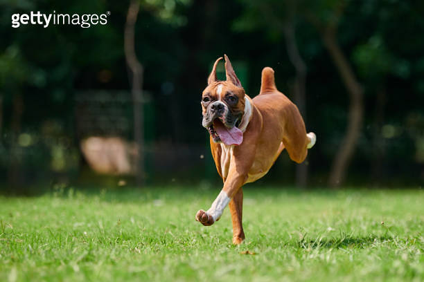 Boxer dog running and jumping on green grass summer lawn outdoor park ...