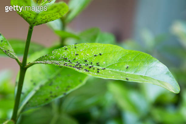 A bunch of small aphid insects on a plant leaf. Insects eat kill plants ...