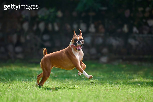 Boxer dog running and jumping on green grass summer lawn outdoor park ...