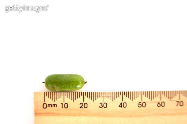 close-up of the ripening fruit of Billardiera Cymosa or Sweet Apple ...
