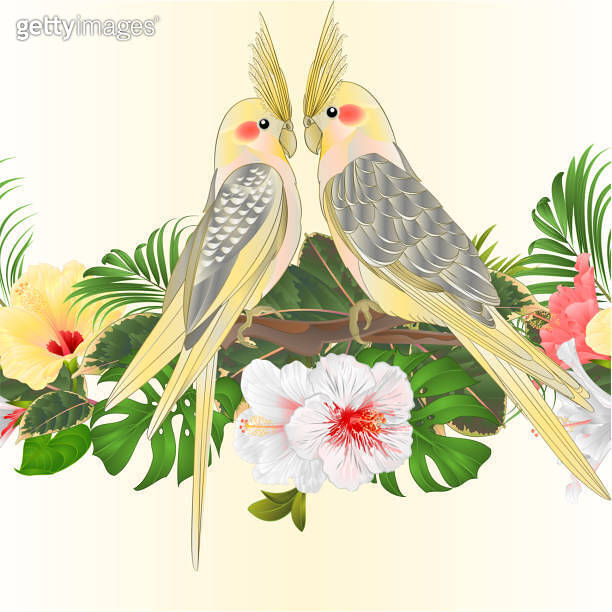 Tropical border seamless background Yellow cockatiel tropical bird ...