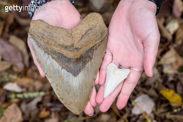 6 Inch Giant Prehistoric Megalodon Shark Tooth and 2 Inch Great White ...