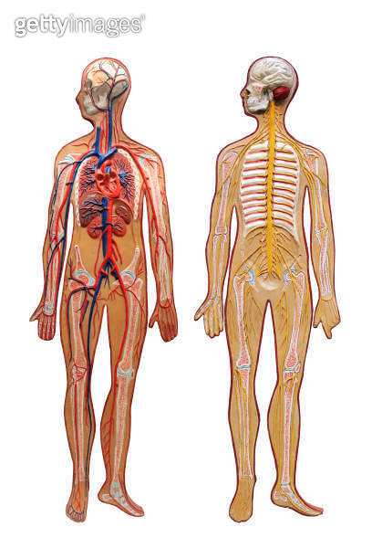 Medical mannequin Blood vessels and lymph glands in human body for ...