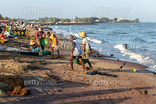 People working with fish on the beach in Negombo, Sri Lanka ...