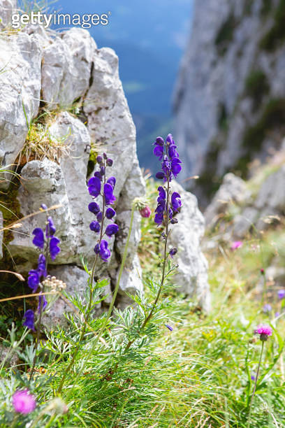 Blue bells flowers in the Alps mountains in summer. Purple bell flowers ...