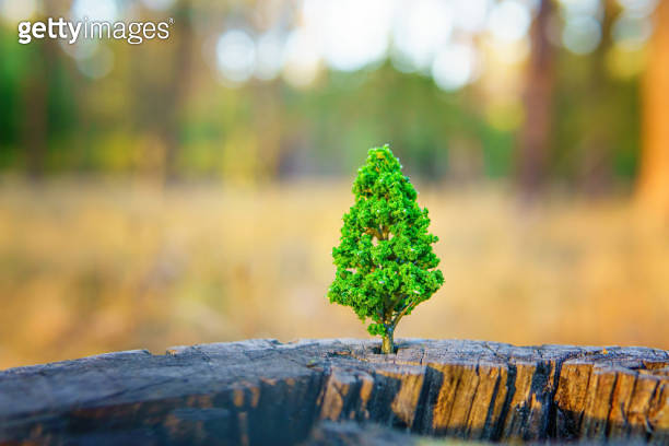 Tiny Tree on a Forest Stump 이미지 (1757934571) - 게티이미지뱅크