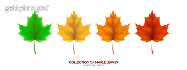 A realistic illustration depicting the life cycle of a leaf in autumn ...