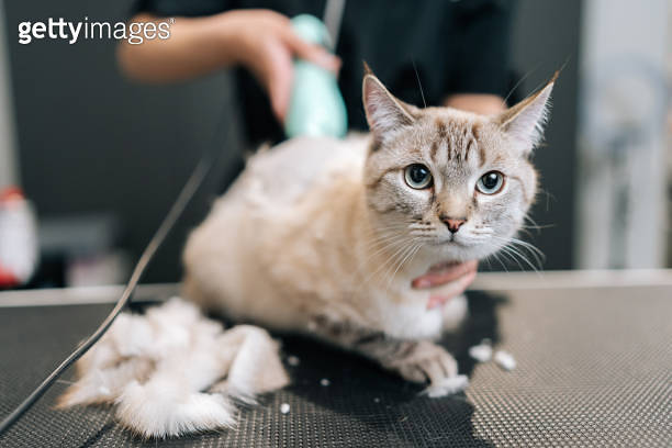 Closeup portrait of adorable cat grooming in pet beauty salon, looking ...