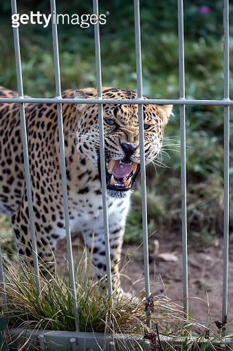 A leopard growls behind a cage fence in a zoo. Wild animals in the zoo ...