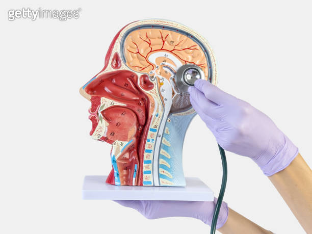 Doctor checking up a human head 이미지 (1616913085) - 게티이미지뱅크