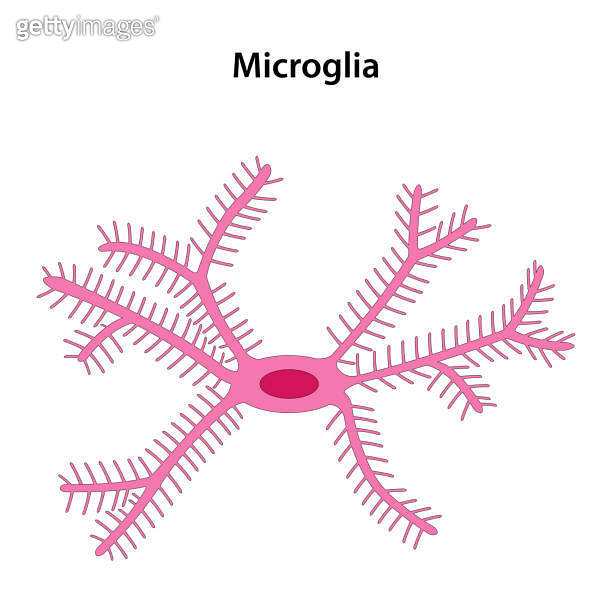Microglial cell, a type of neuroglia. (1502592851) 일러스트, 무료 일러스트 - 게티이미지뱅크