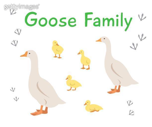 Goose, gander and goslings flat cartoon illustration isolated on white ...