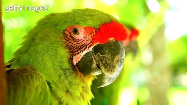 neotropical parrot red parrot conure amazon parrot colorful parrot ...