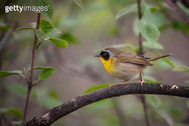 Common Male Yellowthroat, (Geothlypis trichas), Mascarita Común, Male ...