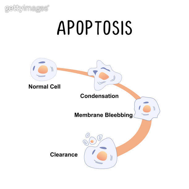 Apoptosis (Programmed Cell Death): The natural process of cell death ...