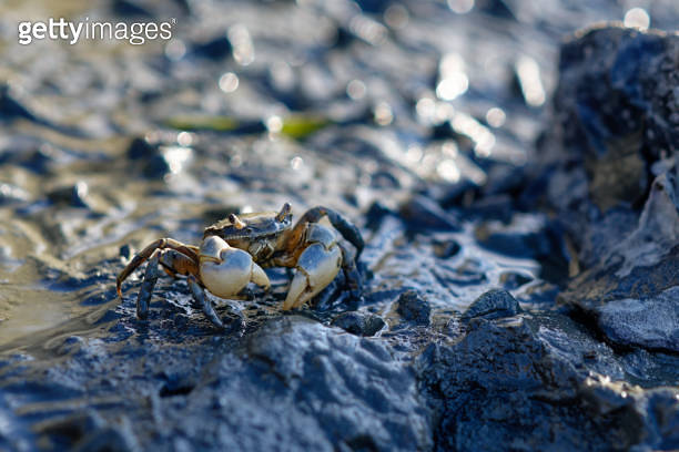 wild mud crab in zuibaiji river estuary, fukuoka, Japan (1598597829 ...