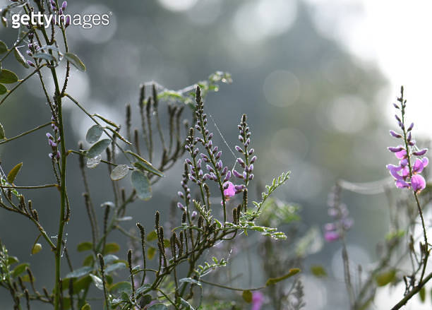 Pink flowers of Australian native Indigo, Indigofera australis, family ...