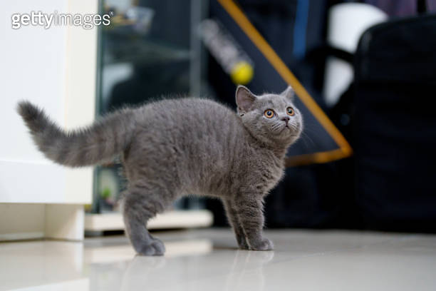 A scared grey, smoky-furred kitten at home (1736345075) - 게티이미지뱅크