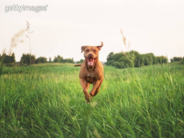 Cute dog run through the meadow in green grass 이미지 (1503707593) - 게티이미지뱅크
