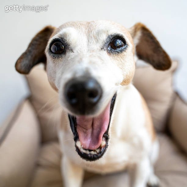 Adorable exited dog with opened mouth looking at camera. 이미지 ...