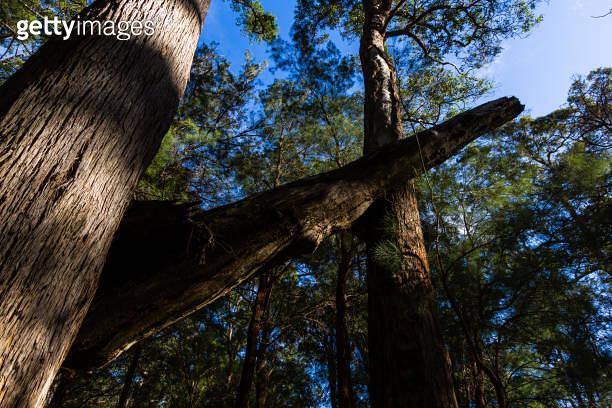 Eucalyptus trees in the Valley of the Giants in Denmark, Western ...
