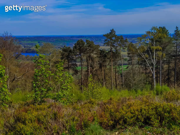 heathland moor country park forest lickey hills birmingham west ...
