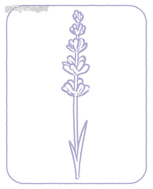 Number 1. Lavender flower font. Vector illustration. (1671373499) - 게티이미지뱅크