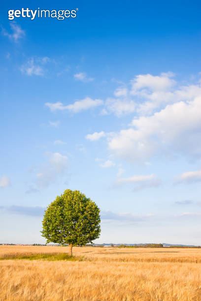 Green lone tree against a clear sky in a tuscany wheat field - (Italy ...