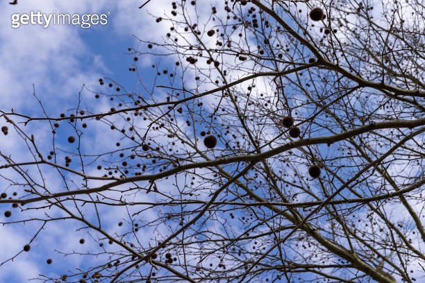 a tall sycamore tree with branches without foliage 이미지 (1498531151 ...