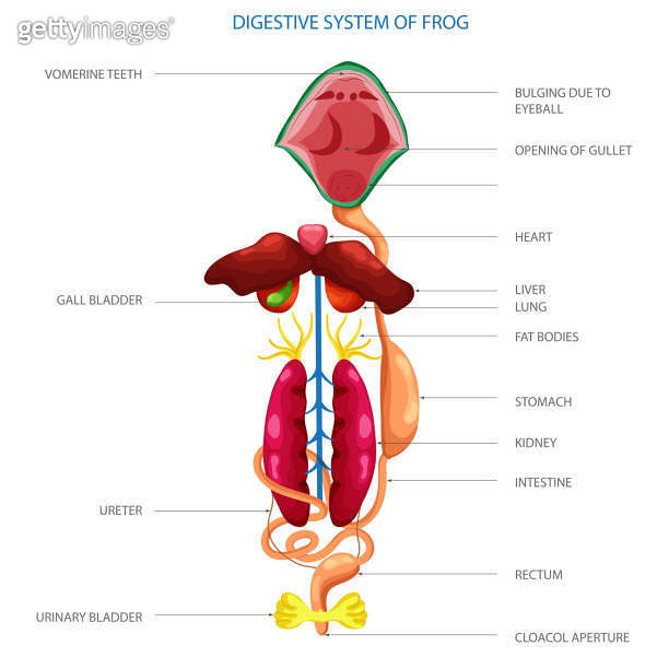 Labeled diagram of Digestive system of frog (1471563711) - 게티이미지뱅크