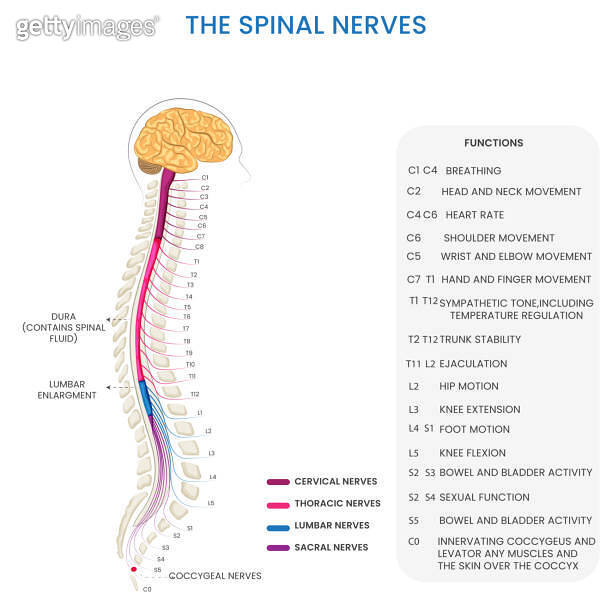 Spinal nerves connect spinal cord to body, enabling sensory and motor ...