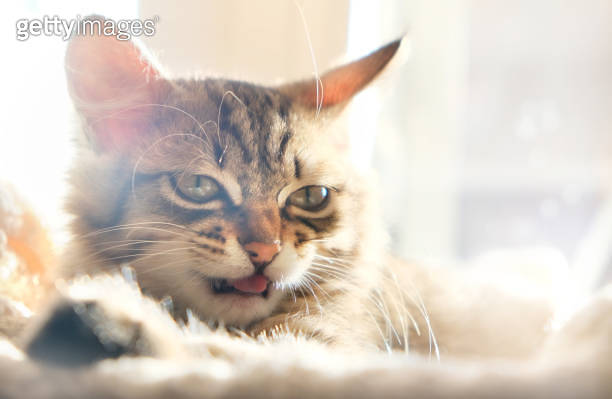 Cute kitten pulling a funny expression face. Domestic cat, lovely pet ...