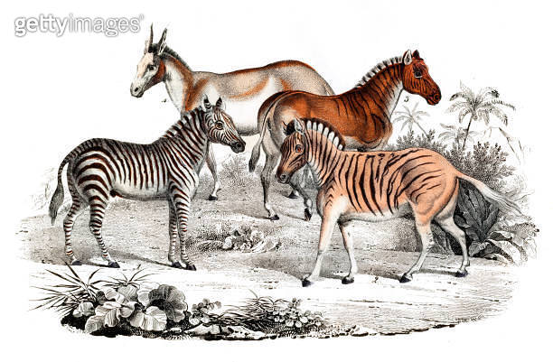 Wild Horses: Zebra, Onager, Quagga (Extinct Zebra), hand-colored from ...