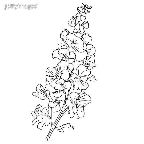 isolated larkspur flower line art balck and white clipart, tattoo ...