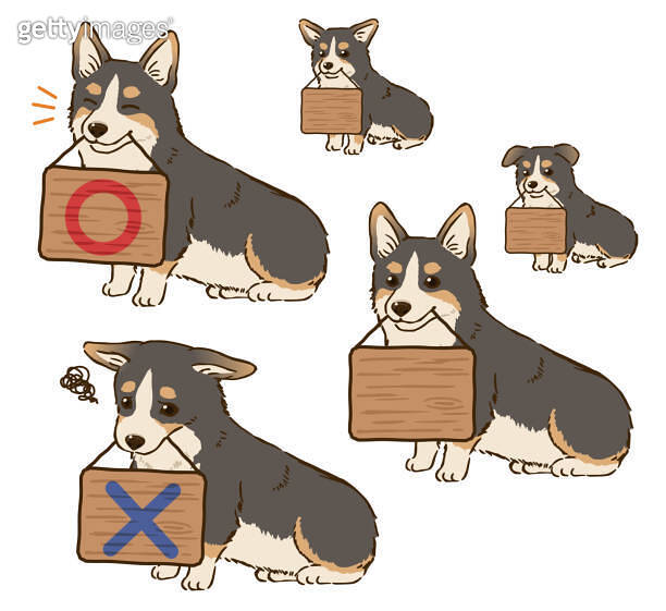 Pembroke Welsh Corgi with a sign（black and tan、curtal tail） 이미지 ...