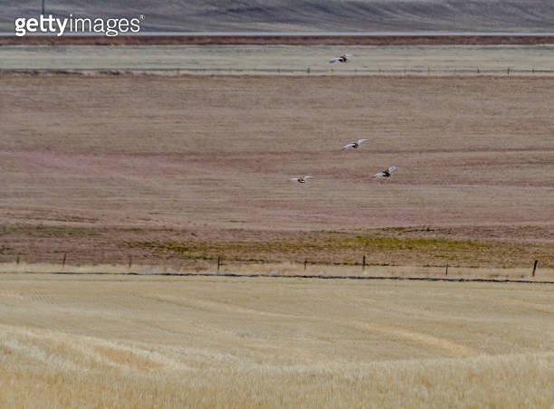 Four Sharp-Tailed grouse fly down hill over harvested hay and grain ...