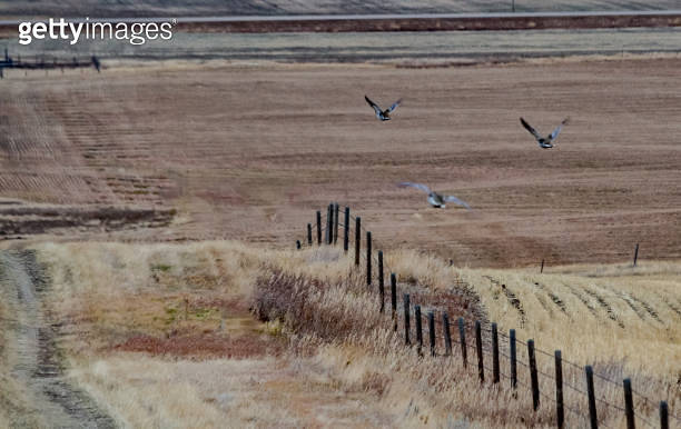 Three Sharp-Tailed grouse fly down hill over harvested hay fields in ...