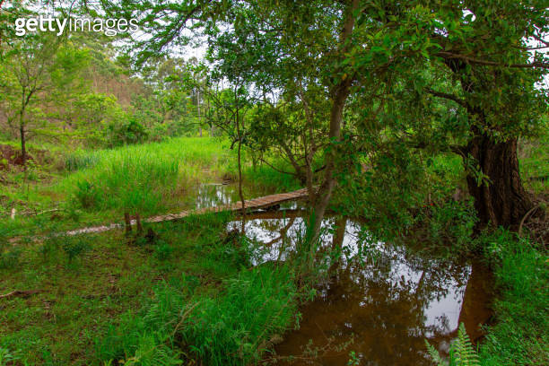 Pretty little river flowing through the savannah 이미지 (1884845506) - 게티이미지뱅크