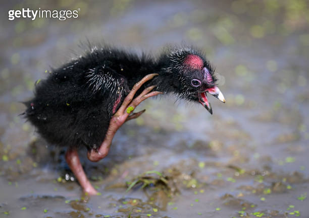 Baby Pukeko bird scratching itself. Auckland. (1762723026) - 게티이미지뱅크