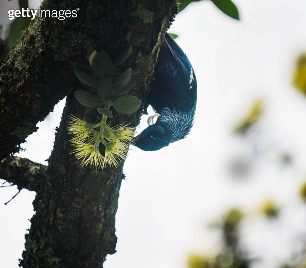 Tui bird feeding on nectar on yellow Pohutukawa flowers. Auckland. 이미지 ...
