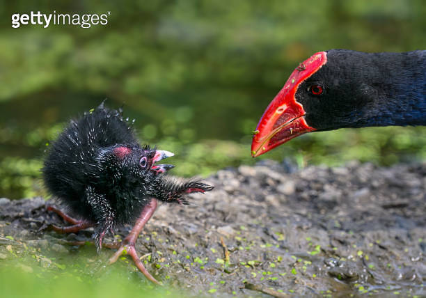 Baby Pukeko bird turning its head to greet mother Pukeko. Western ...