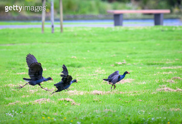 Pukeko birds chasing and fight during mating season. Western Springs ...