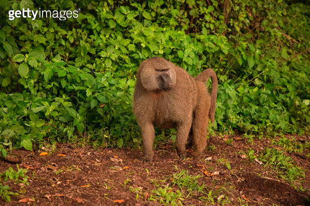The olive baboon (Papio anubis) called the Anubis baboon of the family ...