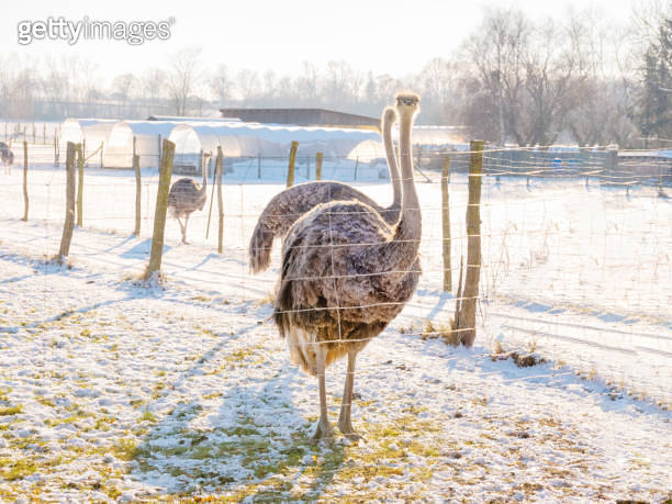 ostrich on an ostrich farm in winter in germany. 이미지 (1493233370) - 게티이미지뱅크