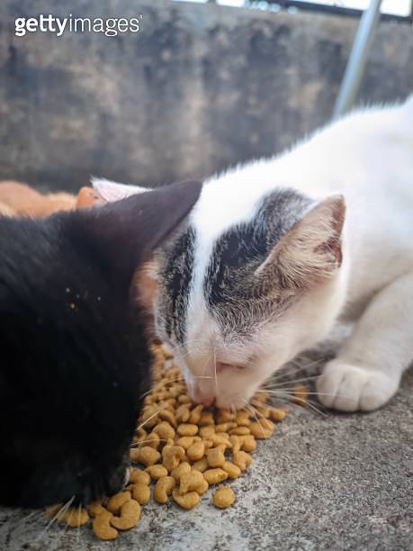 Portrait of hungry Asian street cat eating food gived by unknown person ...