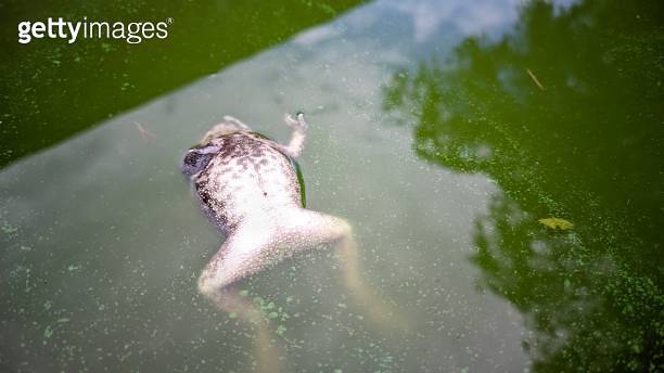 closeup of a dead frog stranded on the surface of a pond 이미지 ...