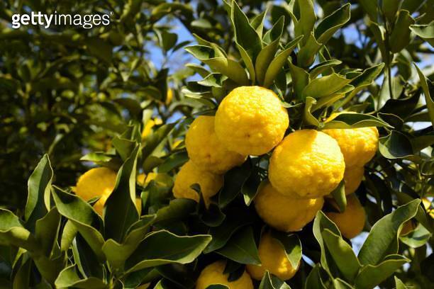 Japanese citron in the field. Yuzu. 이미지 (1798059010) - 게티이미지뱅크