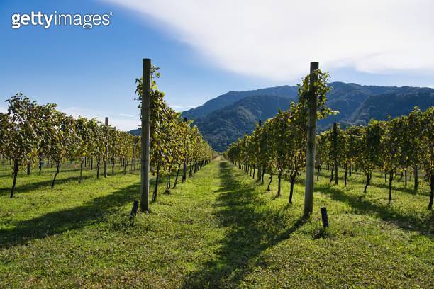 Vertical shoot positioning in vineyard in Japan 이미지 (1765973364) - 게티이미지뱅크